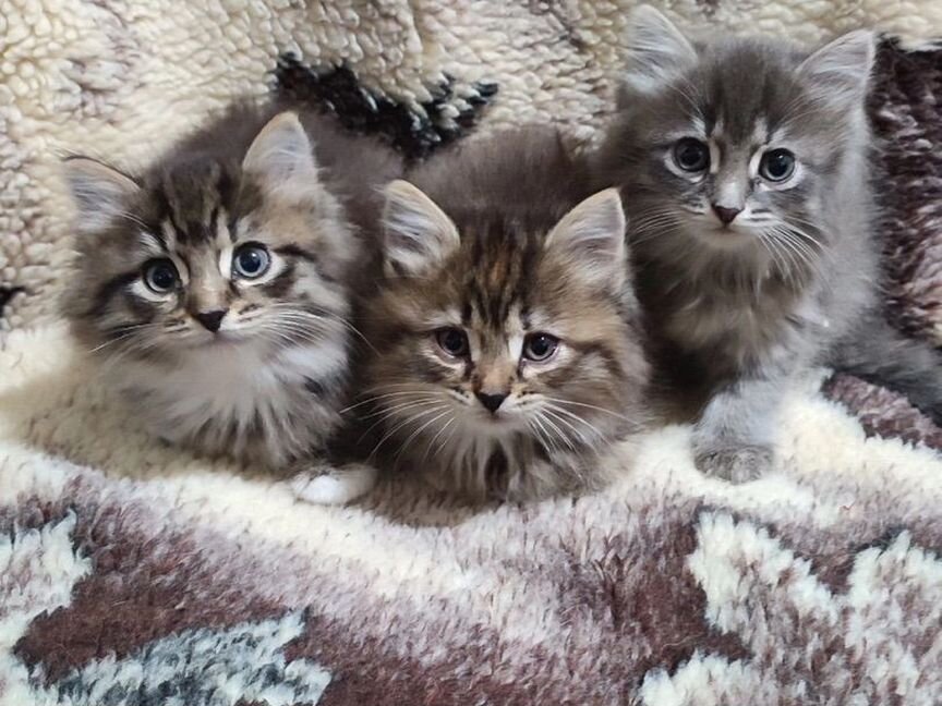 Сибирские котята