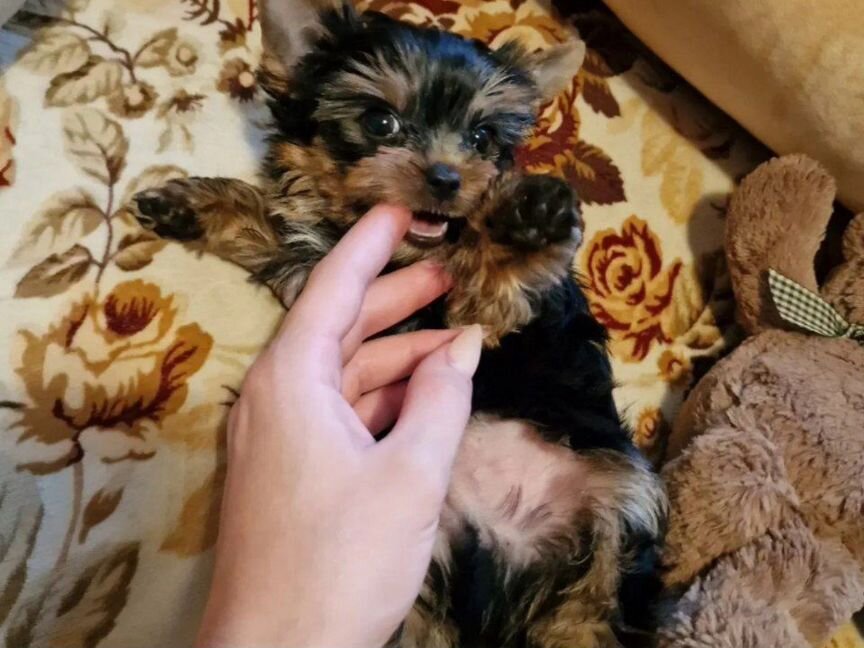 Йоркширский терьер