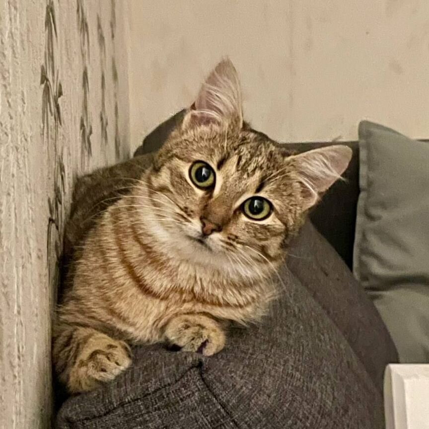 Кошечка подросток