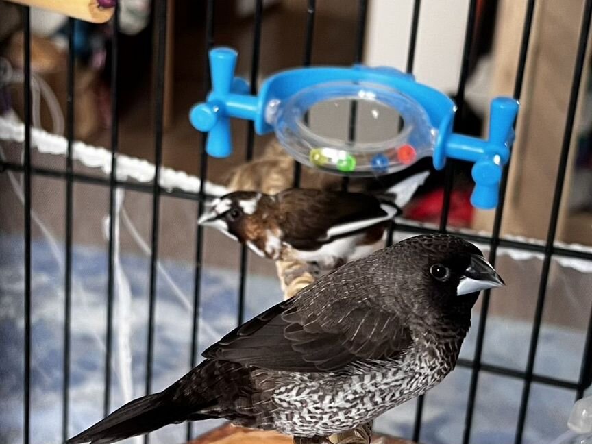 Японские амадины