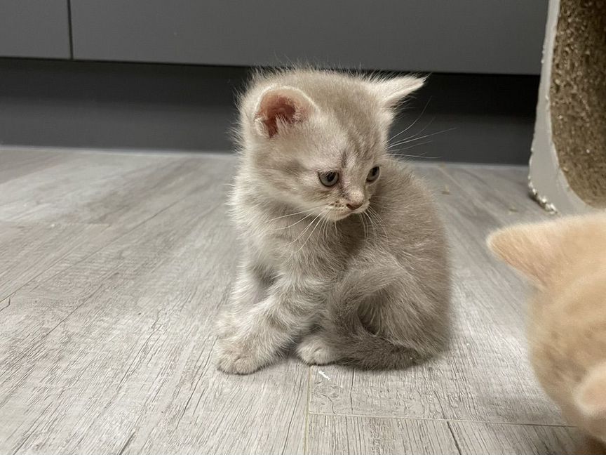 Кошка