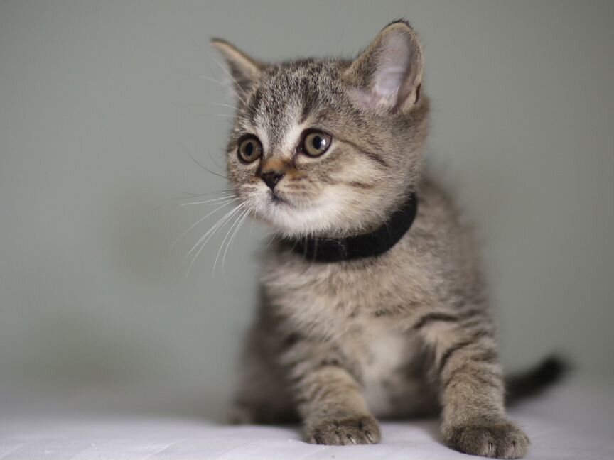 Шотландский котенок мальчик табби на золоте