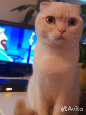 Шотландский вислоухий кот 1 год