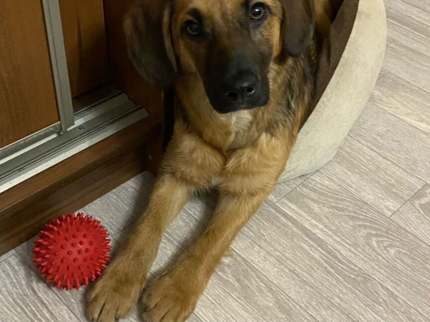 Щеночек в добрые руки