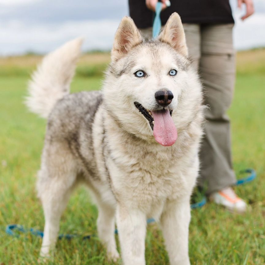 Флегматичный Сибирский хаски в добрые руки