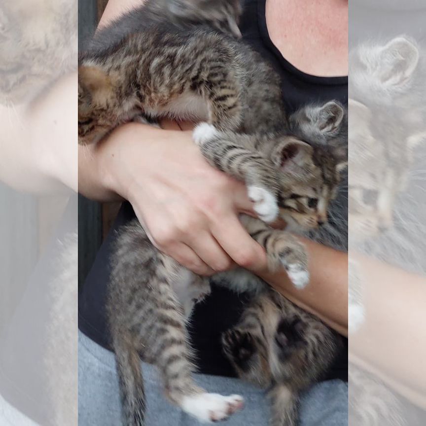 Котята и мама