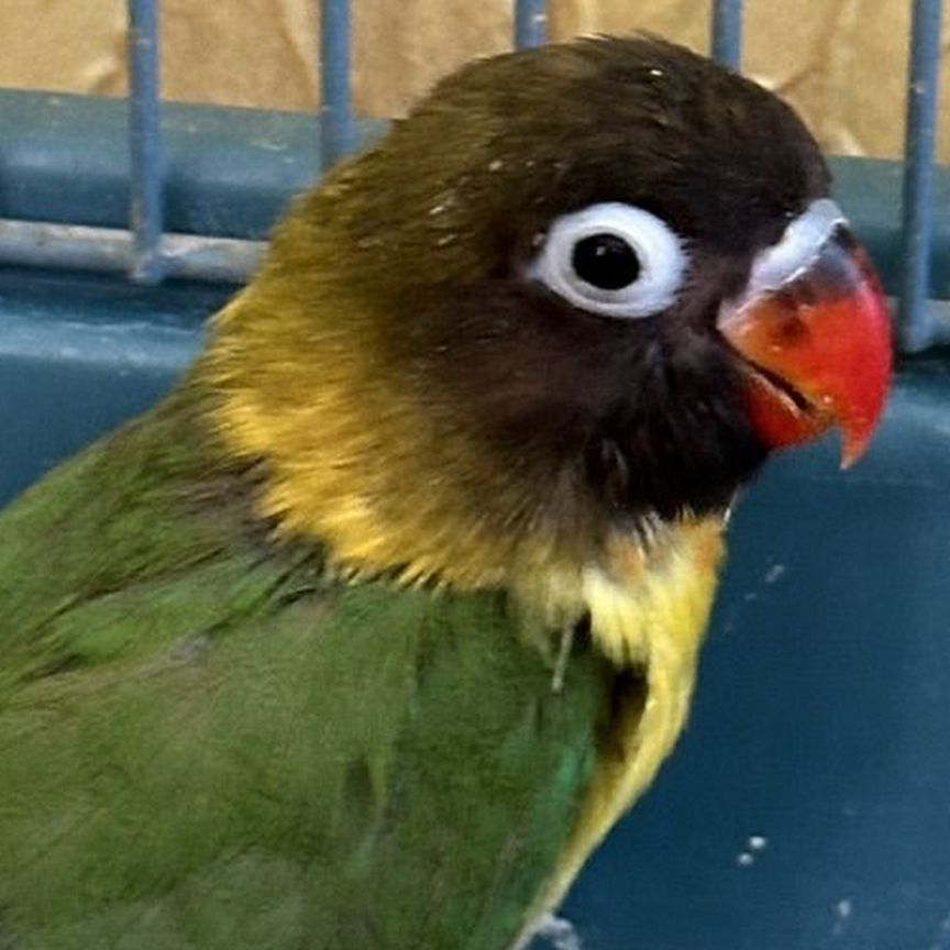 Попугай выкормыши неразлучники