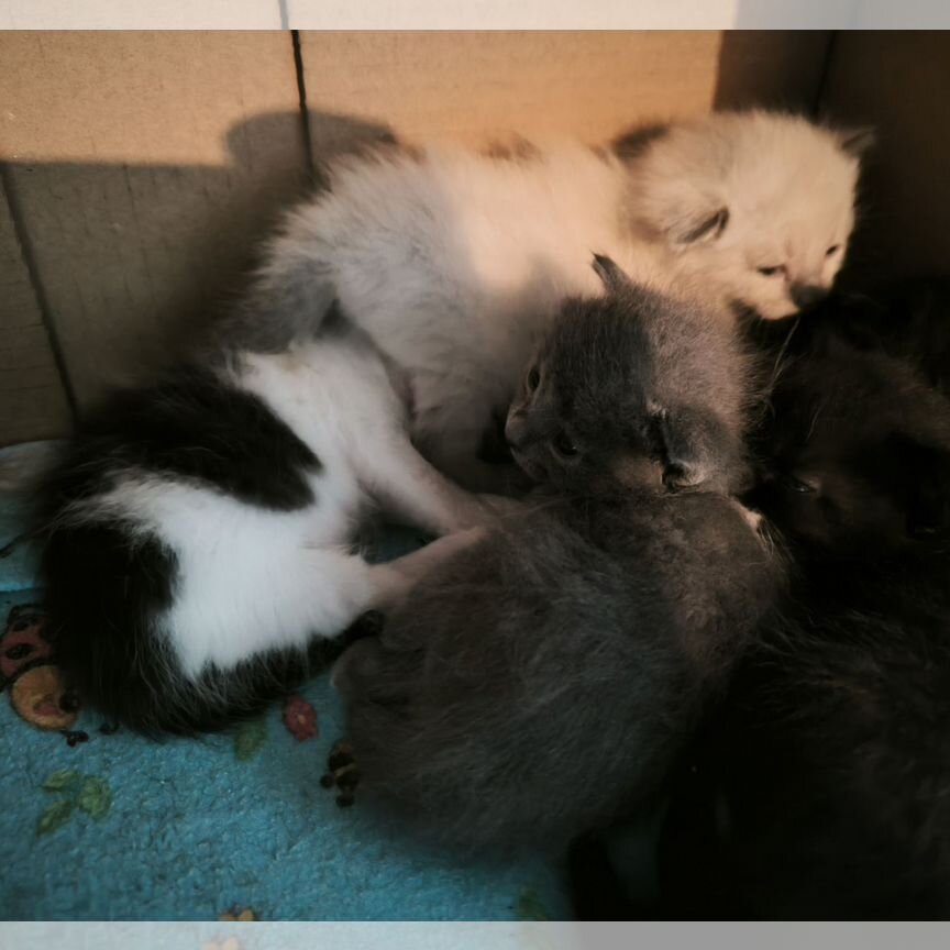 Котята