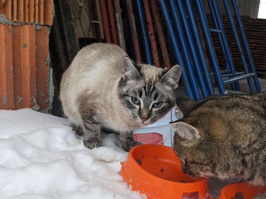 Котёнок Охос азулес