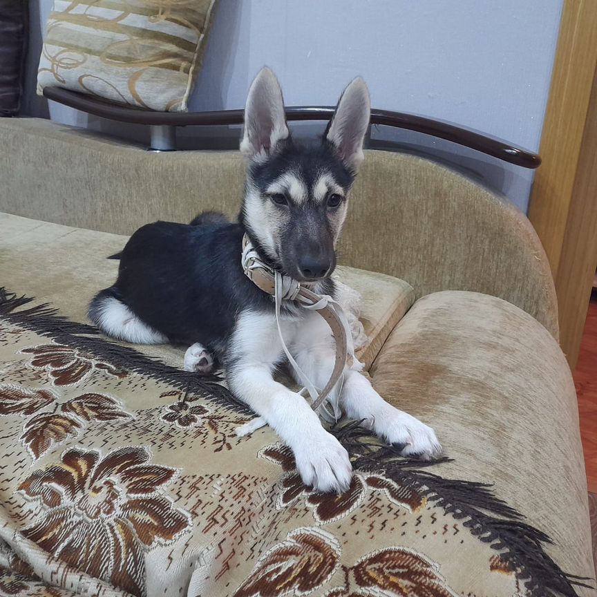 Найден щенок