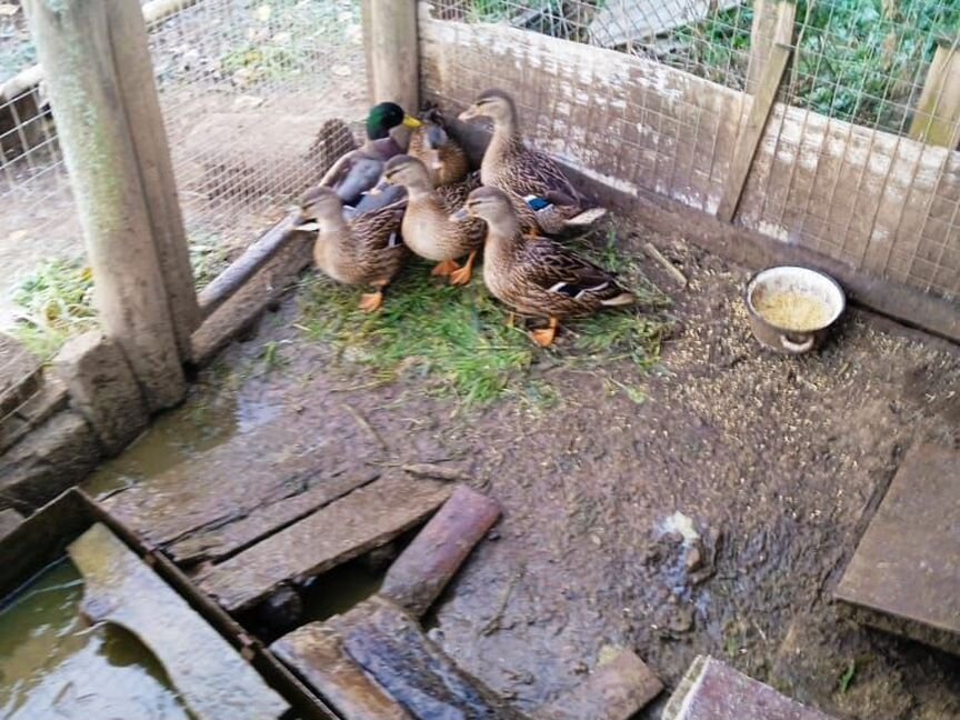 Подсадные утки