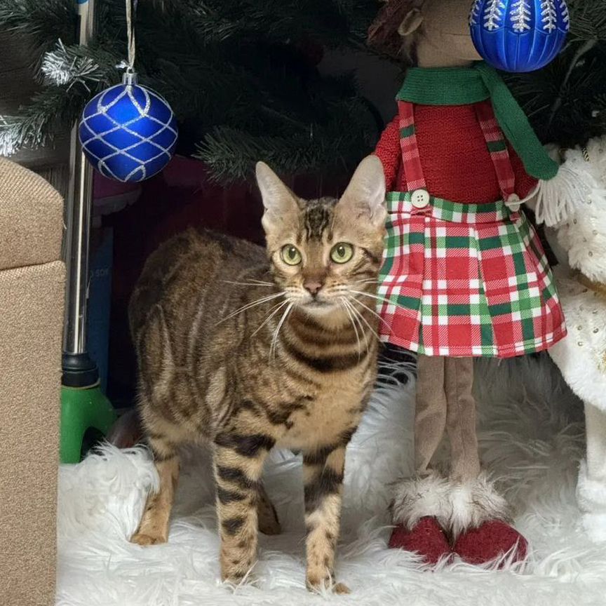 Бенгальская, взрослая кошка