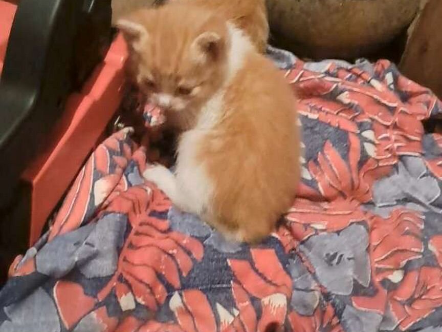 Котятки замерзают в сарае