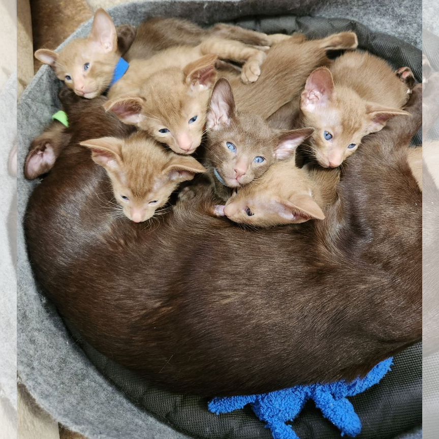 Ооиентальные котята