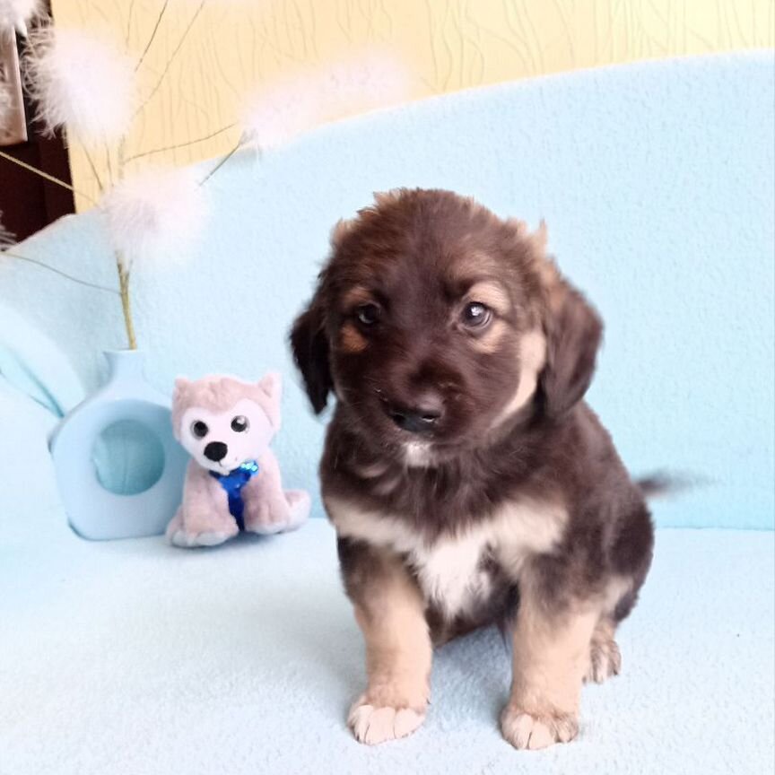 Ромео (щенок мальчик без породы)