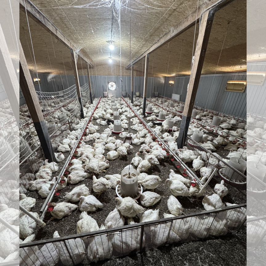 Бройлеры живым весом