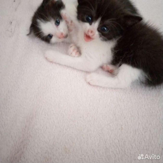 Продаю и отдаю котят. 2 девочки.06.06.2023 г.р