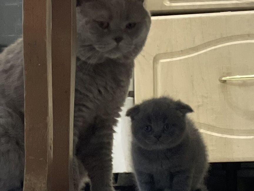 Британские котята