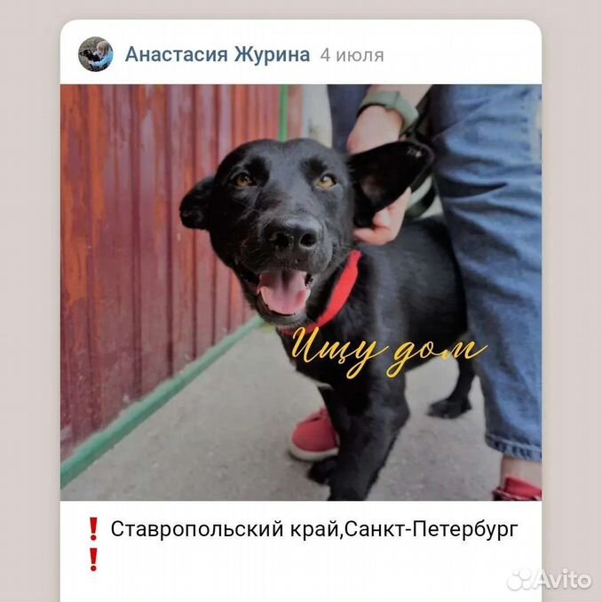 Блэк ищет дом