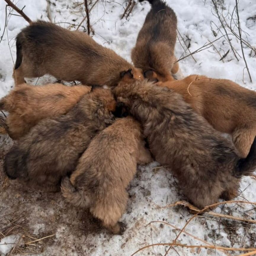 Щенок в добрые руки