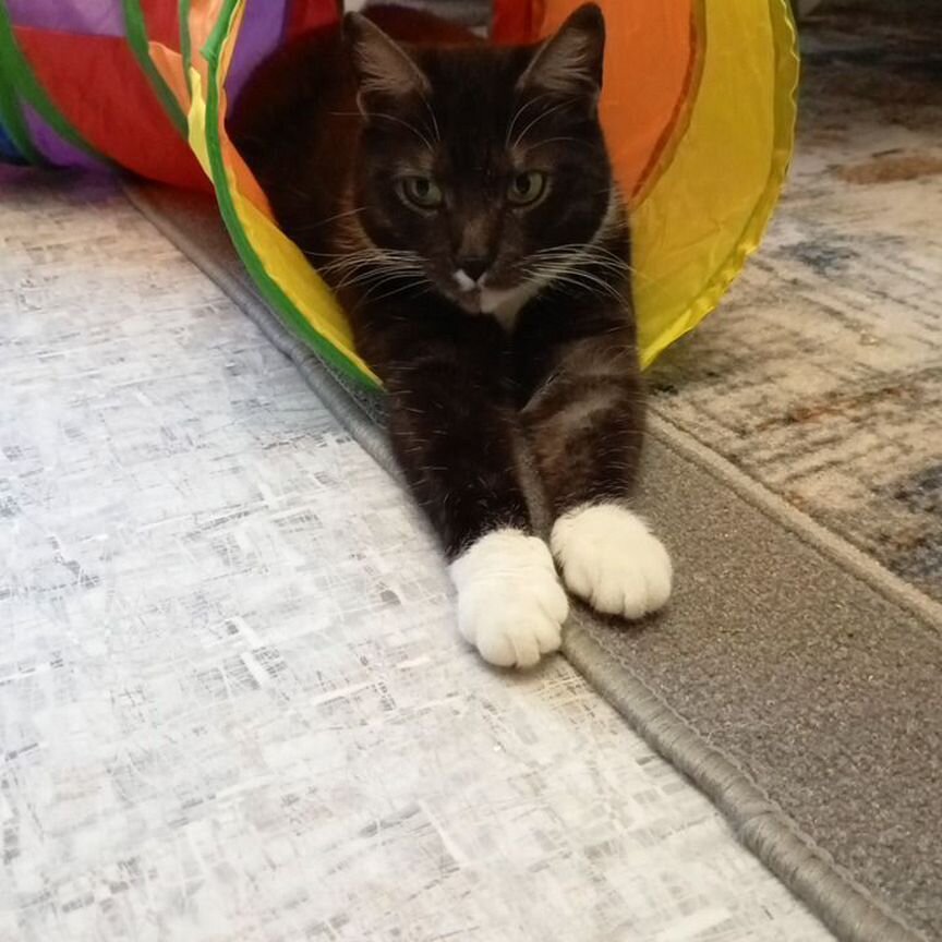 Кошка, молодая