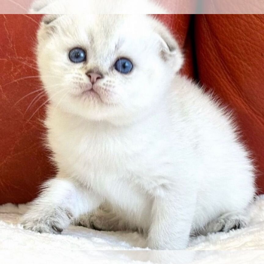 Котята
