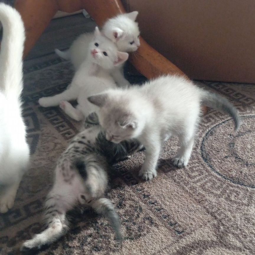 Котёнок в добрые руки