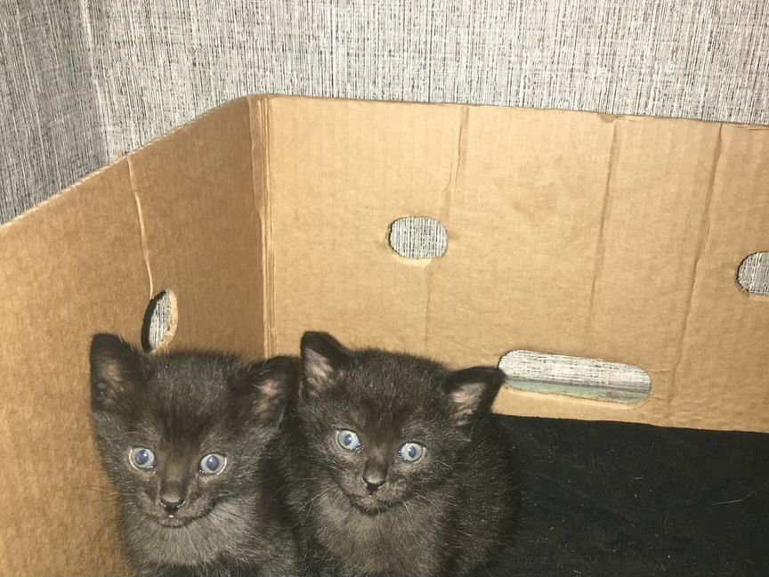 Котята в добрые руки мальчики голубоглазые