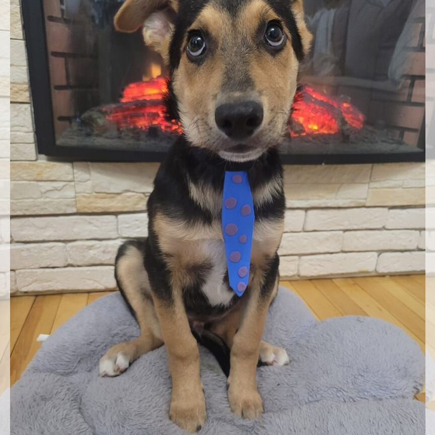 Щенок в добрые руки