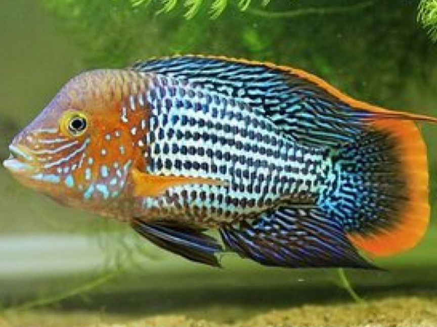 Бирюзовая акара