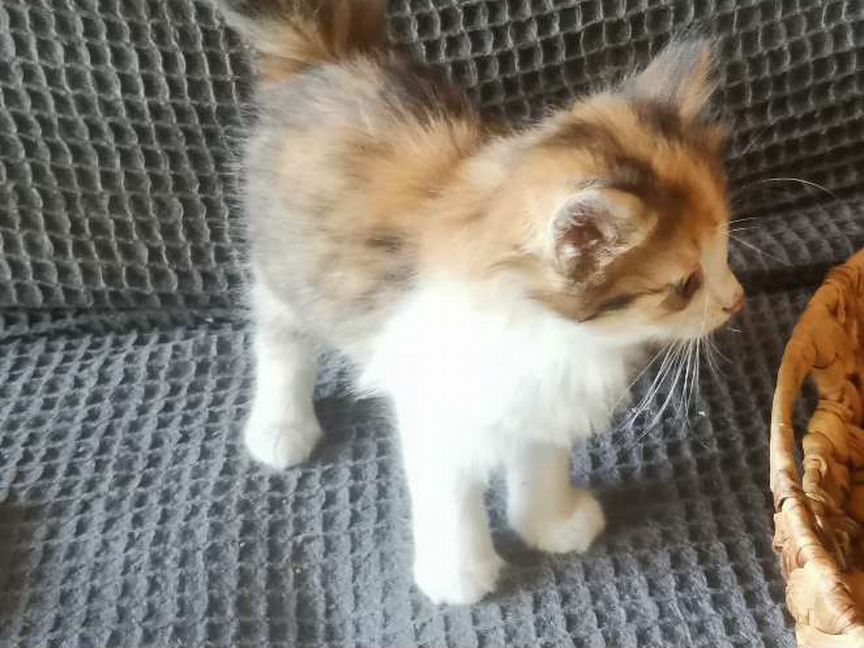 Курильский бобтейл котята