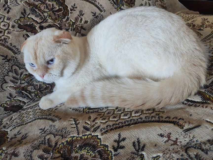 Шотландские кошки