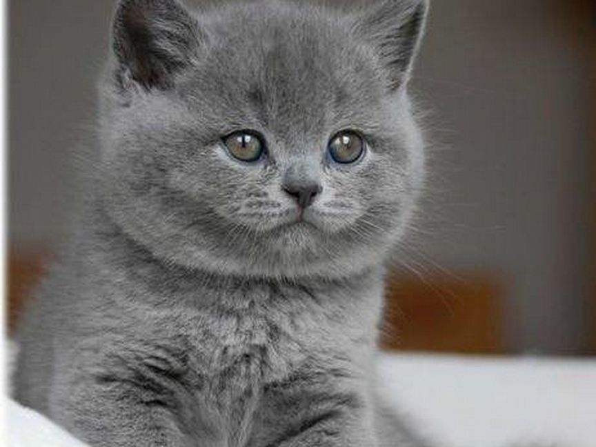 Британские котята