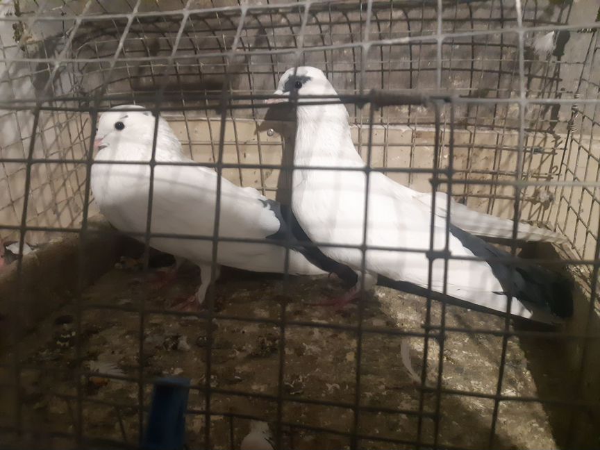 Продажа голубей