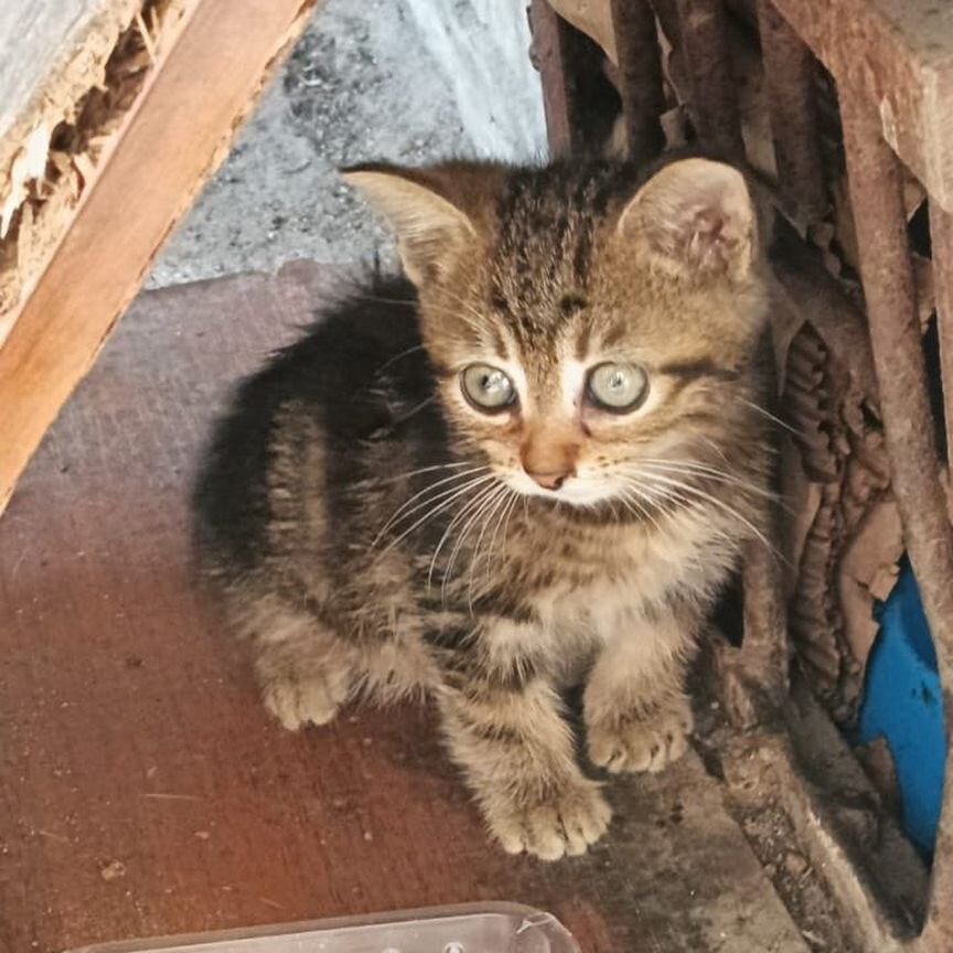 Помогите спасти котятам жизнь