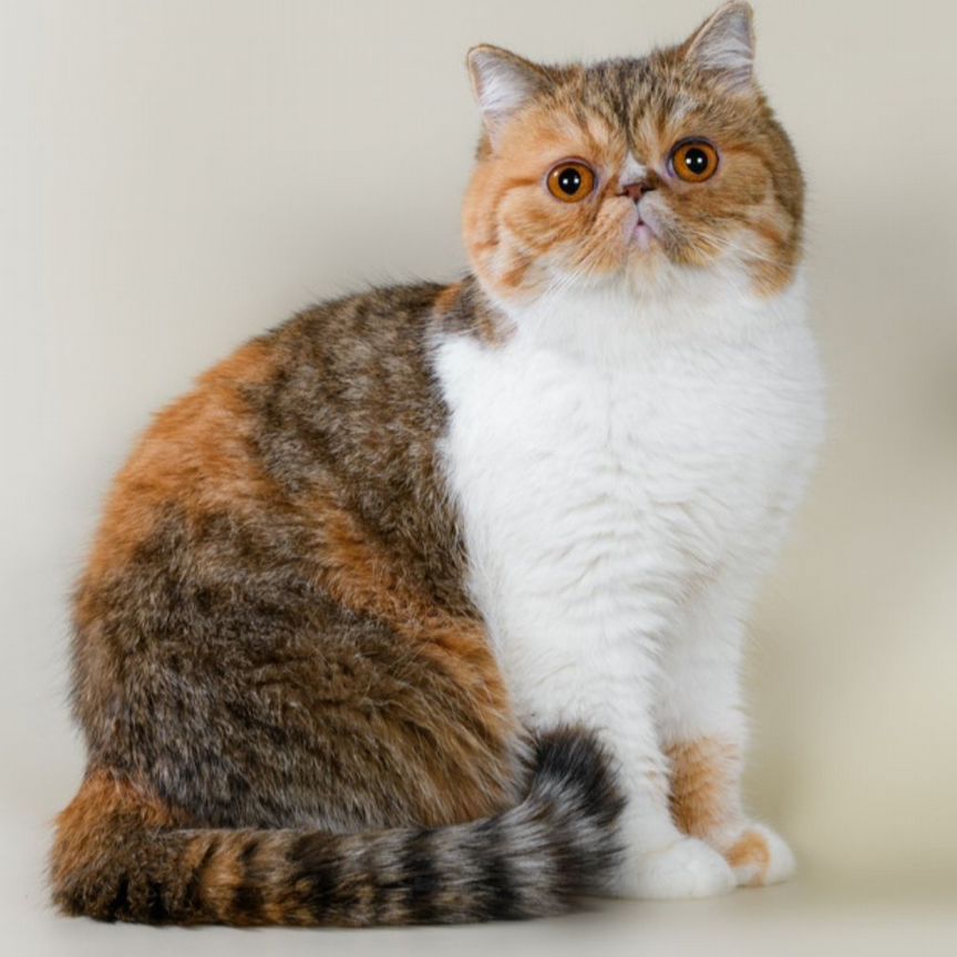 Кошечка экзот