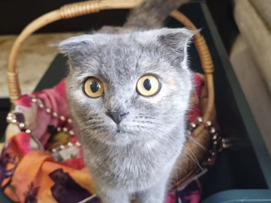 Кошка Шотландская вислоухая 2 мес