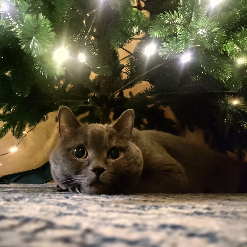 Британский кот в добрые руки