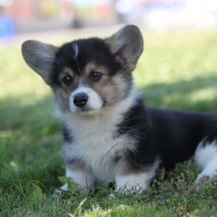 Щенки вельш-корги пемброк