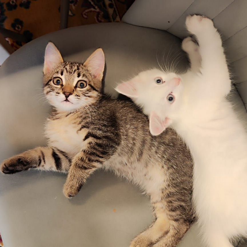 Котики милахи