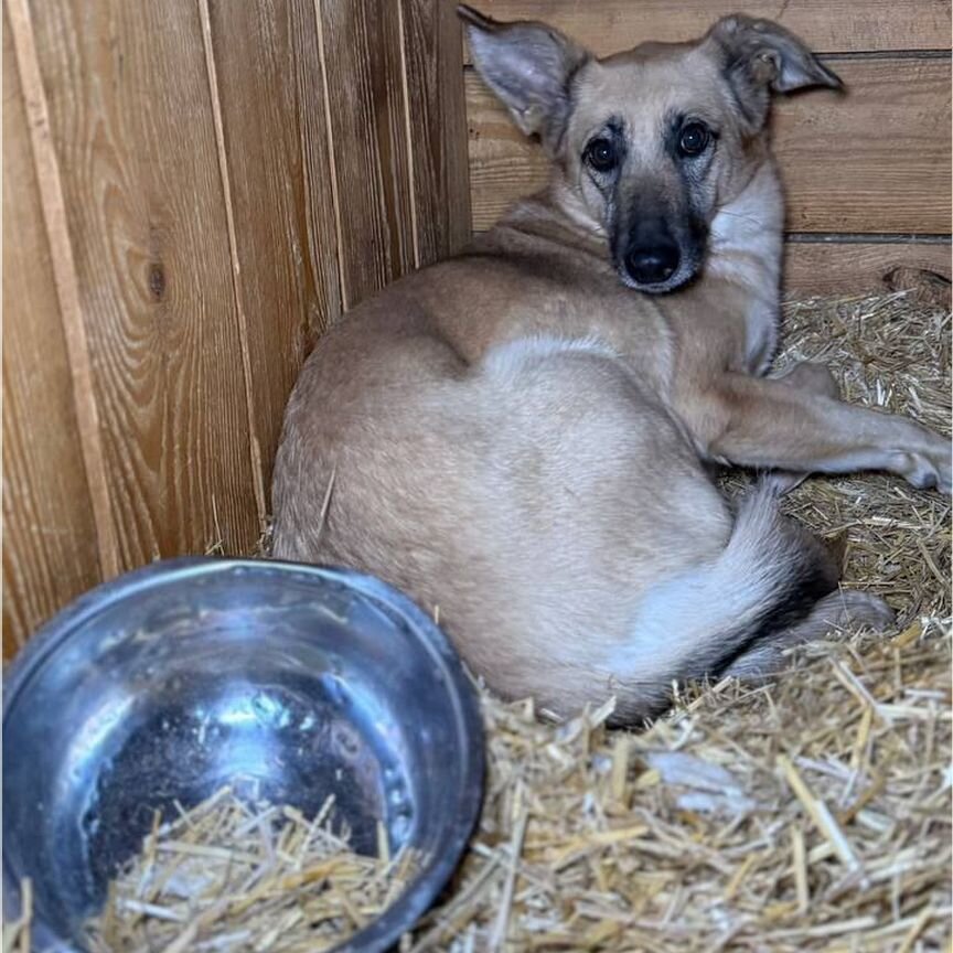 Взрослая собака в добрые руки