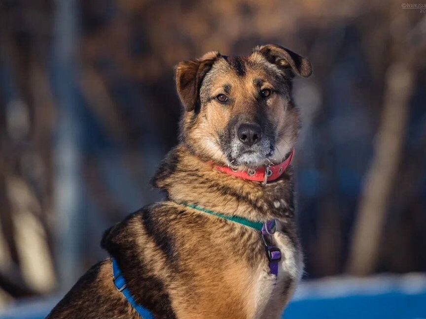 Собака в добрые руки