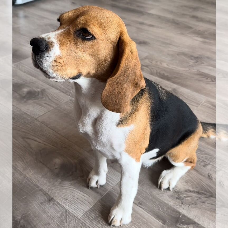 Бигль, взрослая собака