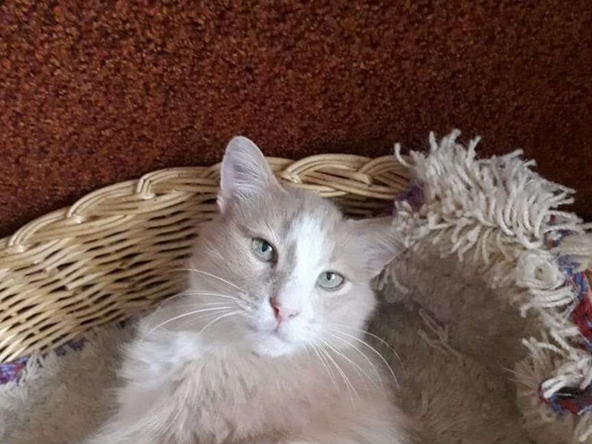 Кошка в дар бесплатно