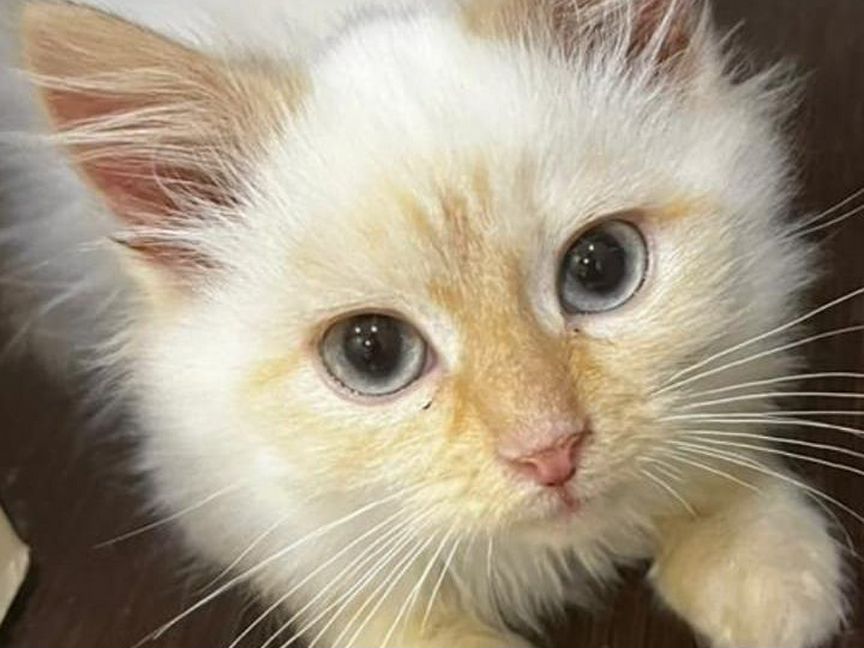Сиамский котенок ред поинт