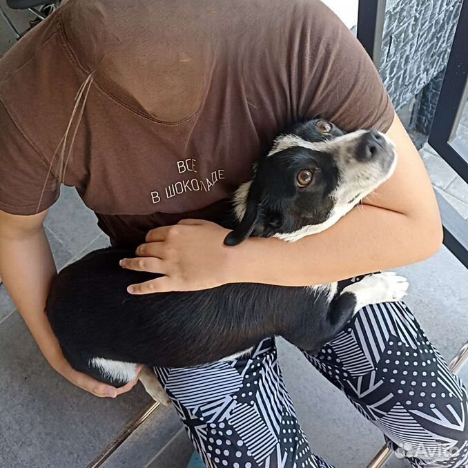 Собака умная ах роняет дом защитнеца