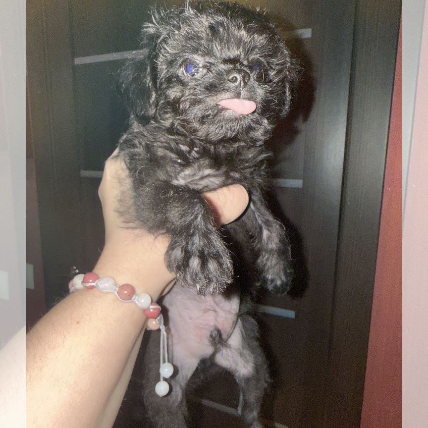 Мальтипу, щенок