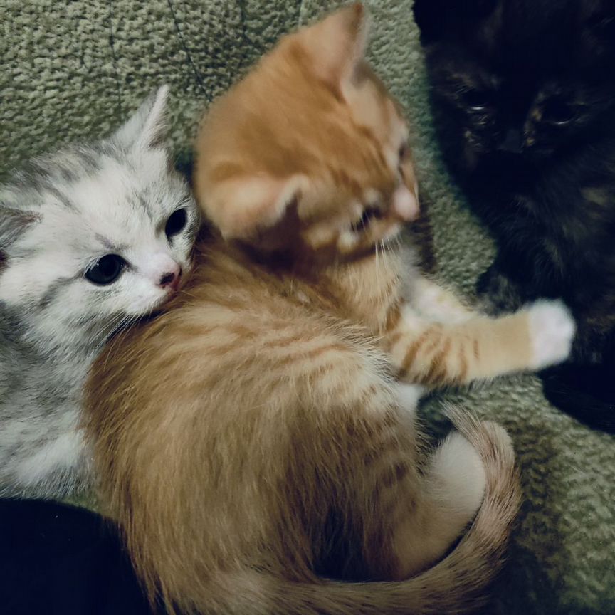 Котята