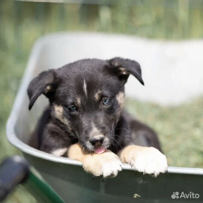 Щенок Малинка из приюта, в дар, в добрые руки