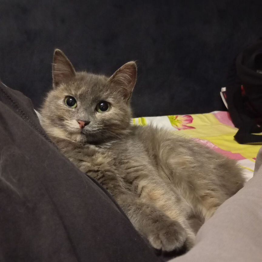 Котенок подкидыш